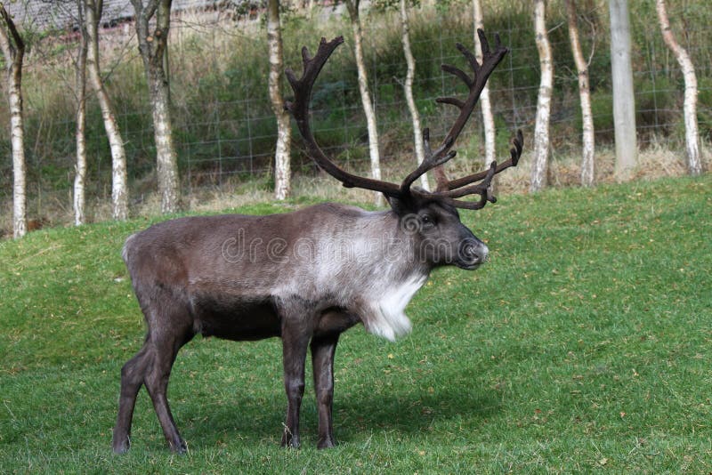 Rendier in Het Nationale Park Van Cairngorms Stock Afbeelding - Image ...