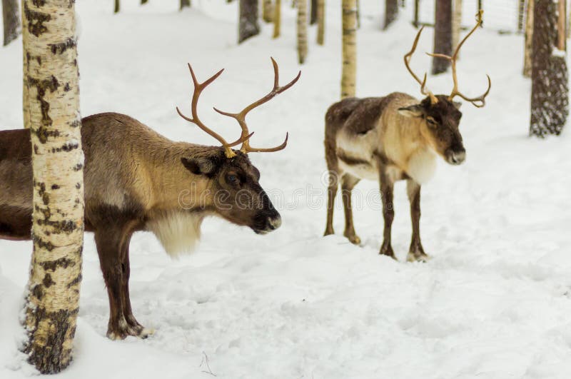Rendier in Lapland, Finland Stock Afbeelding - Image of december ...