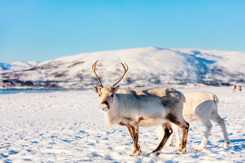 Rendier in Noordelijk Noorwegen Stock Afbeelding - Image of kariboe ...