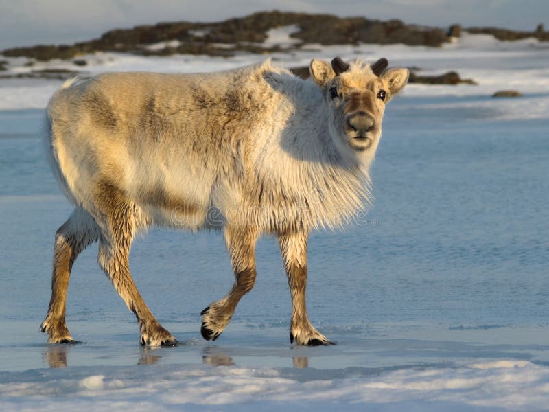 Rendier - Noordpool Svalbard, Stock Foto - Image of wild, antarctisch ...
