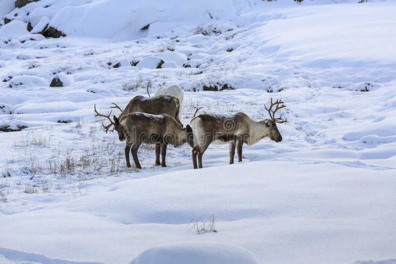 Rendier - Rangifer-tarandus Op Het Noorden - Zweden, Noorwegen, Finland ...