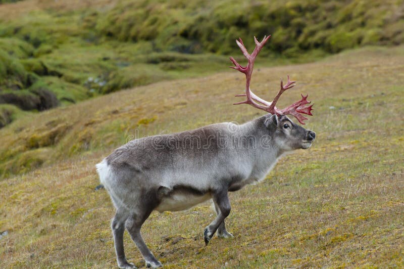 Rendier - Svalbard - Noorwegen Stock Afbeelding - Image of svalbard ...