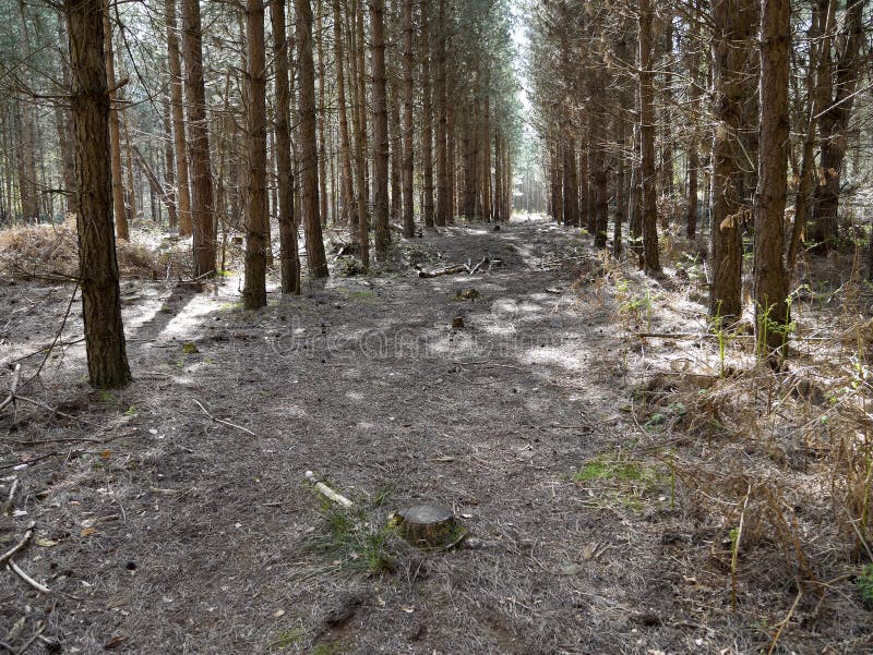 Rendlesham Forest in Spring - Suffolk Stock Photo - Image of trees ...