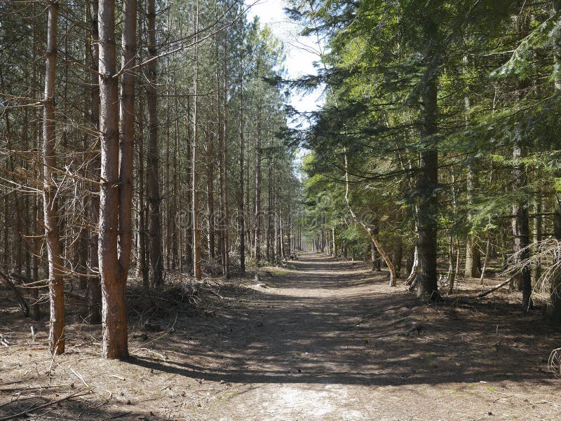 Rendlesham Forest in Spring - Suffolk Stock Image - Image of heather ...