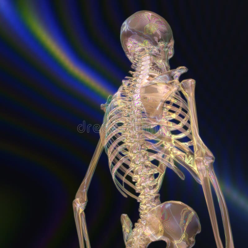 Rendu De Digital D'un Squelette Humain Illustration Stock ...