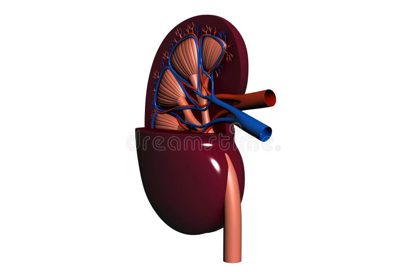 Rene Umano Con Struttura Di Grunge Illustrazione di Stock ...