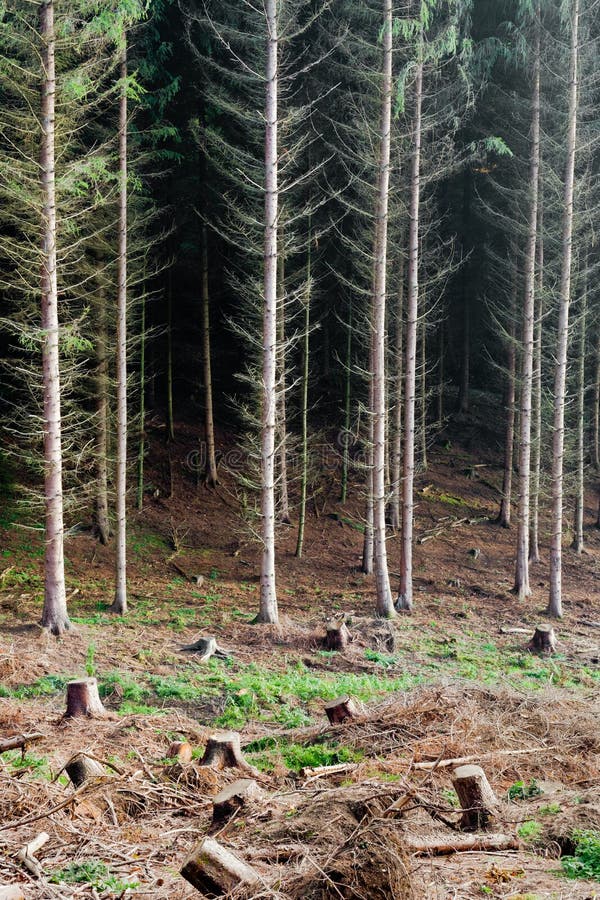 Renewable resource forest stock photo. Image of rural - 18693952