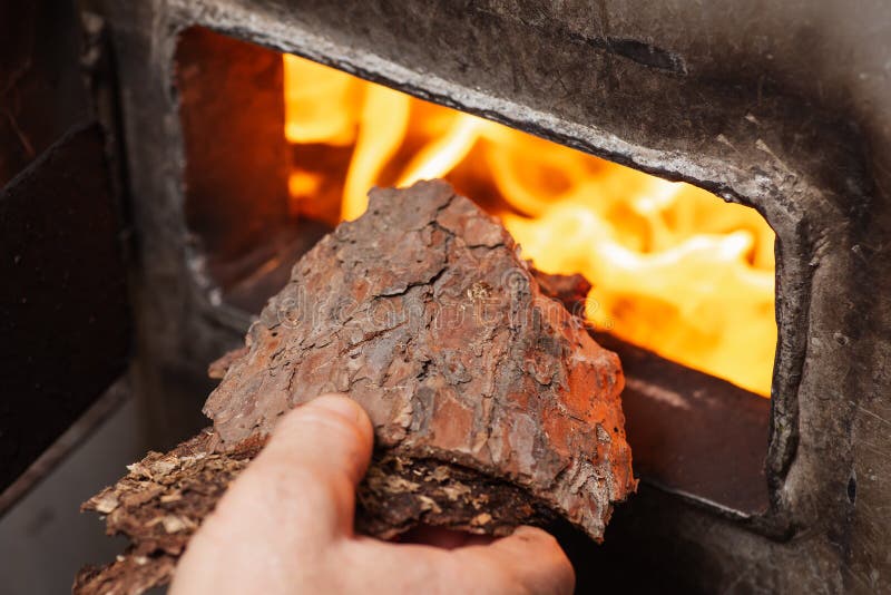 Bark of a Pine Tree in Hand of a Man while Throwing it into Solid Fuel ...