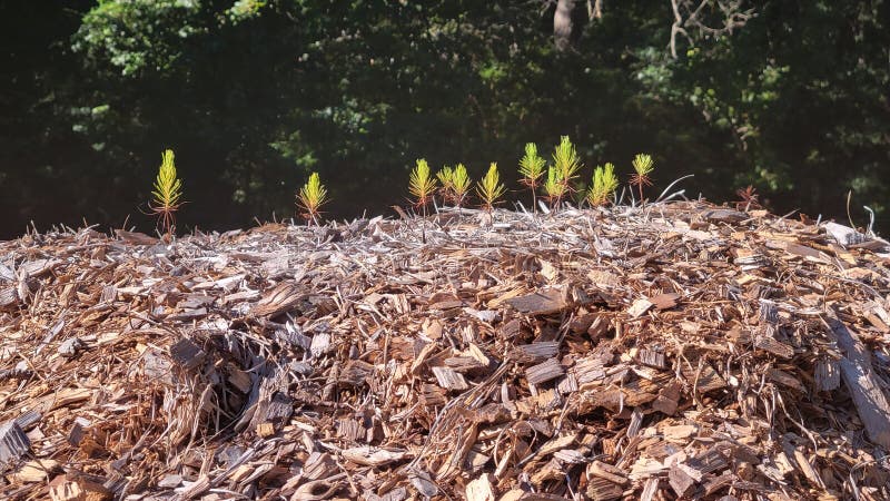 Renewal baby tree stock image. Image of perception, sapling - 302008343