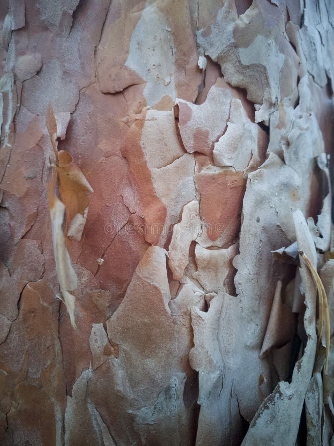 Renewed Thin Skin of a Tree on a Pine Trunk, Autumn Tree. Natural ...