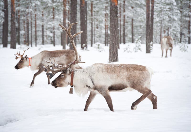 Renifer zdjęcie stock. Obraz złożonej z trofeum, przyroda - 4602170
