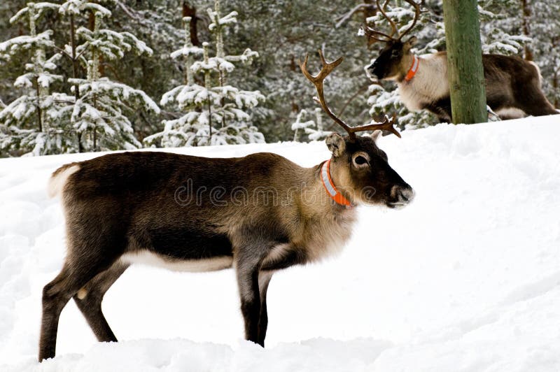 Renifer zdjęcie stock. Obraz złożonej z trofeum, przyroda - 4602170