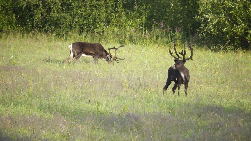 Renifer zdjęcie stock. Obraz złożonej z fielder, ostrzeżenie - 49433794
