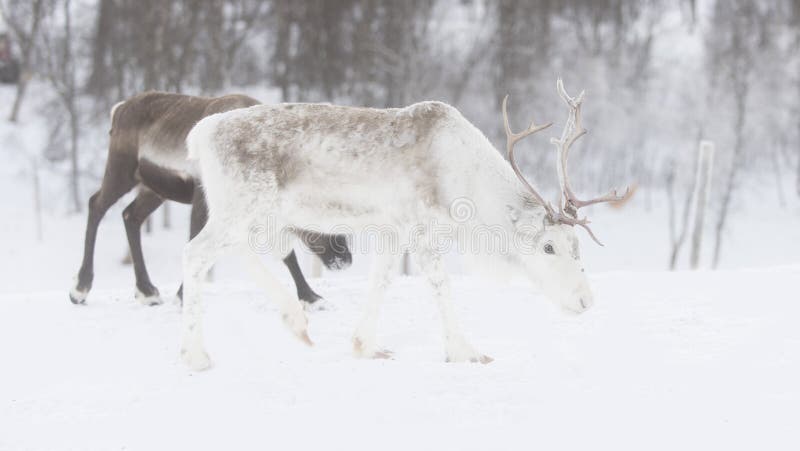 Renifer obraz stock. Obraz złożonej z park, samiec, dorosły - 86286647