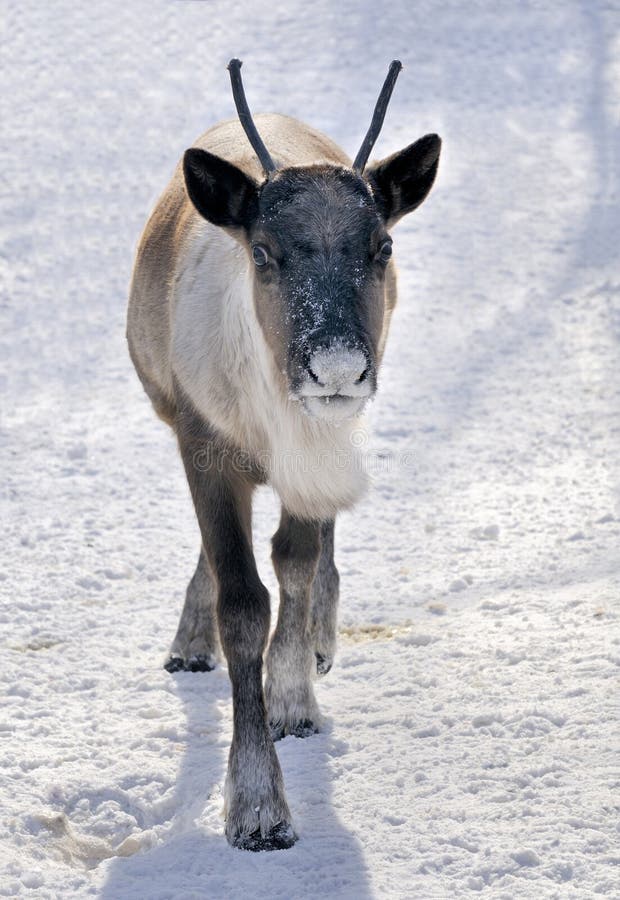 Renifer obraz stock. Obraz złożonej z deere, zima, ssaki - 8929219