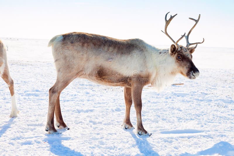 Renifer w zimy tundrze obraz stock. Obraz złożonej z zimy - 92457085
