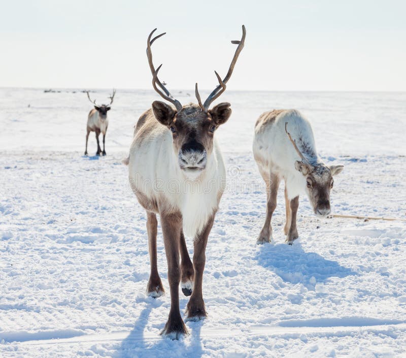 Renifer w zimy tundrze obraz stock. Obraz złożonej z śnieg - 92457085