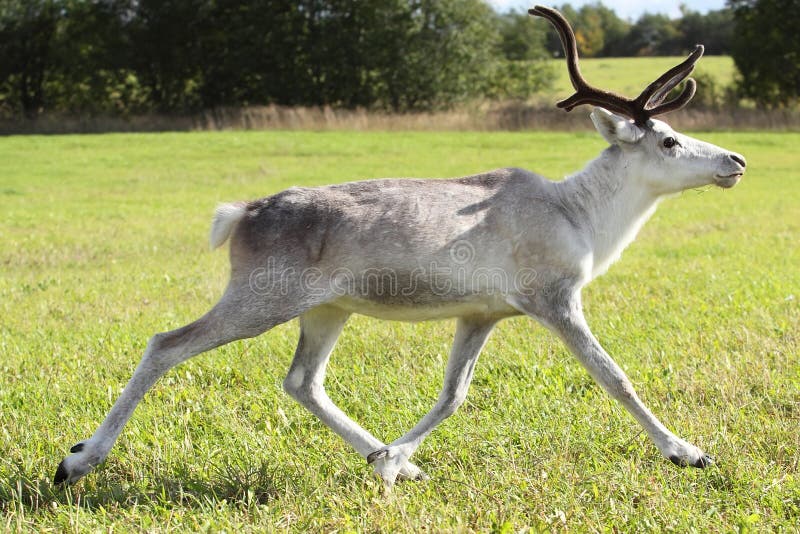 Fonctionnement Sauvage De Renne, Scandinavie Photo stock - Image du ...