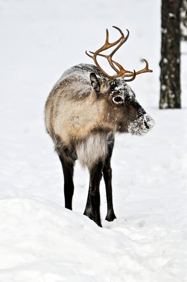 Rudolf Le Renne Au Nez Rouge Photo stock - Image du amorce, brillant ...