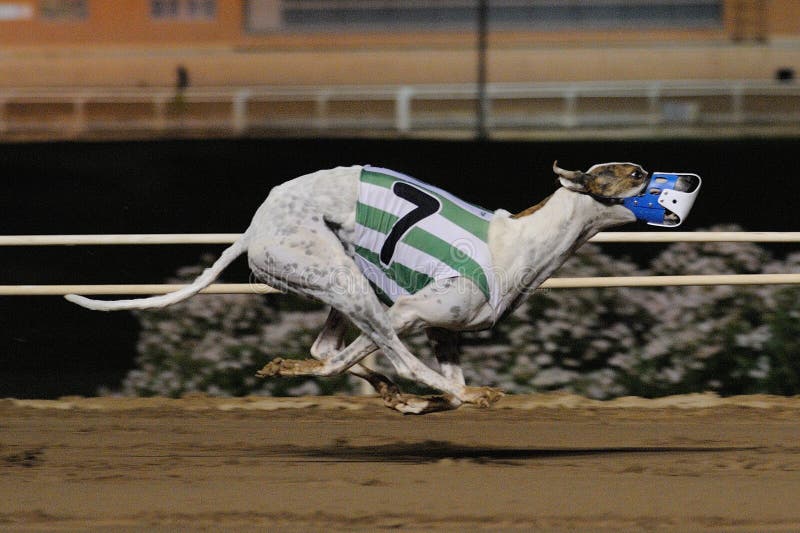 Rennende Windhond redactionele stock afbeelding. Image of gelukkig ...