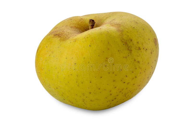 Rennet Apple Canada Isolated Stock Image - Image of healthy, yellow ...
