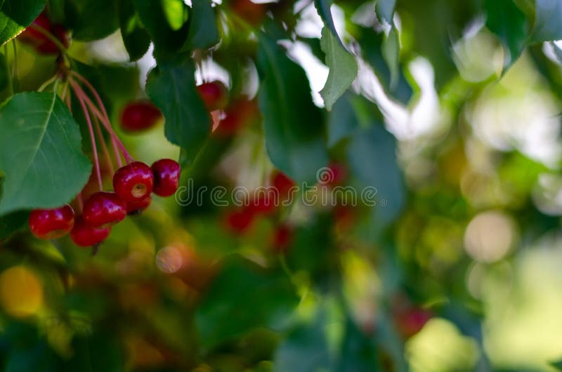 Rennet Tree. Red Ripe Apples on a Branch Apple Tree Small Apple Stock ...