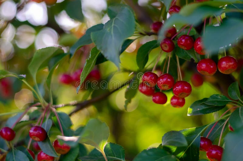 Rennet Tree. Red Ripe Apples on a Branch Apple Tree Small Apple Stock ...