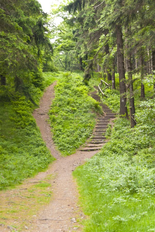 Rennsteig stock photo. Image of conifer, romantic, flower - 39428314