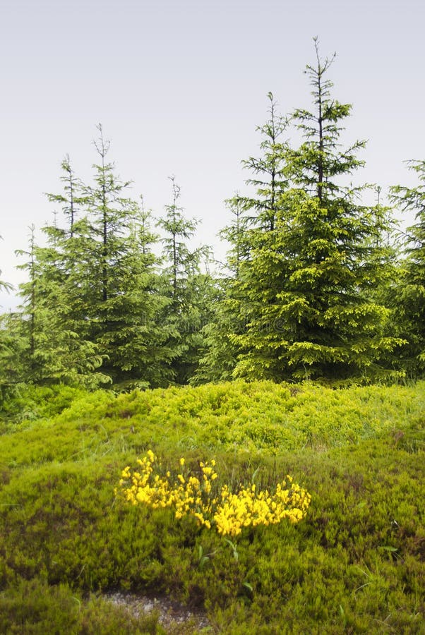 Rennsteig stock image. Image of germany, outlook, flower - 39777319