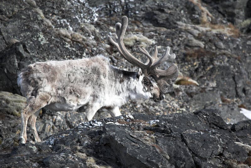 Reno Salvaje En La Tundra ártica - Spitsbergen Foto de archivo - Imagen ...