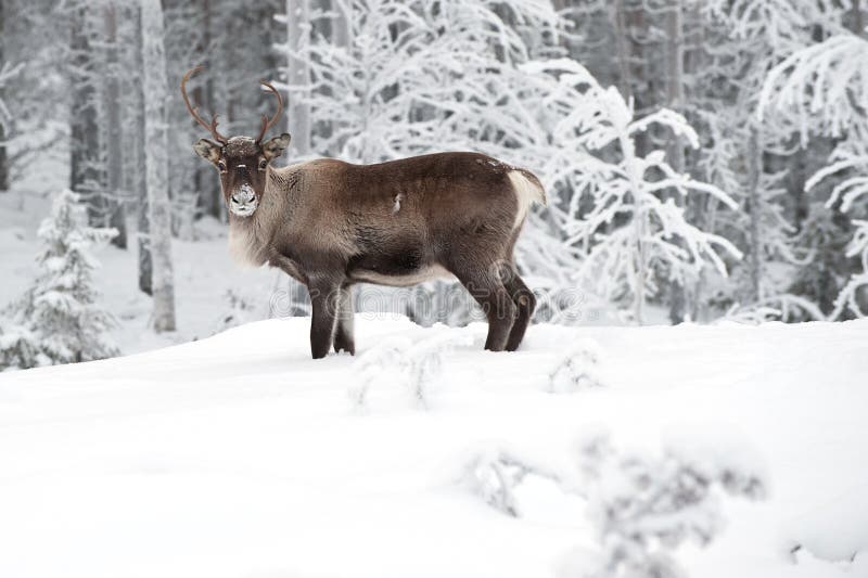 Reno imagen de archivo. Imagen de fauna, salvaje, laponia - 12719357
