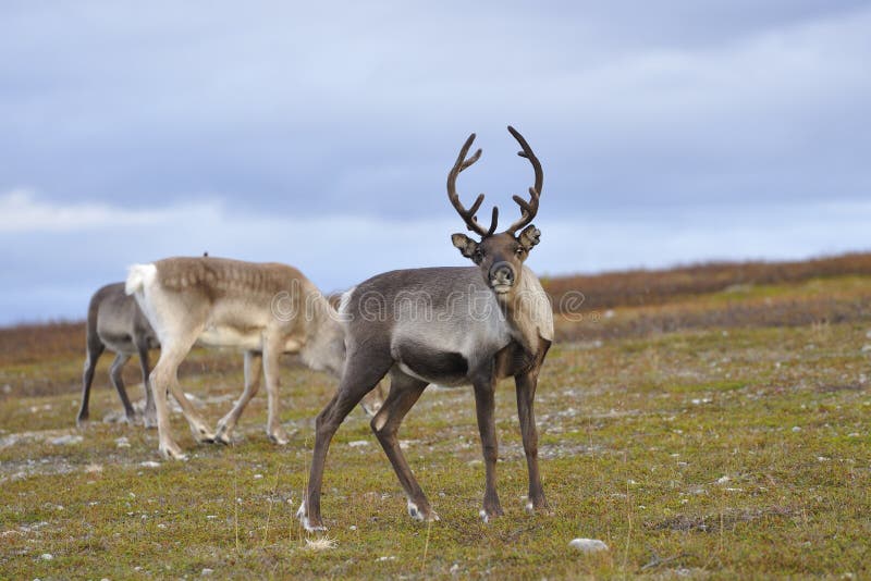 Reno imagen de archivo. Imagen de exterior, horizontal - 21973689