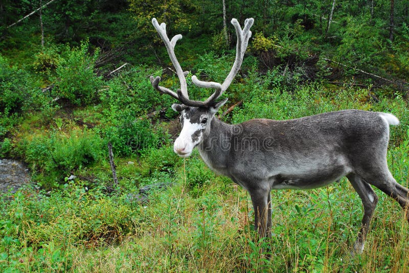 Reno foto de archivo. Imagen de cubo, fauna, reno, cultura - 22081138