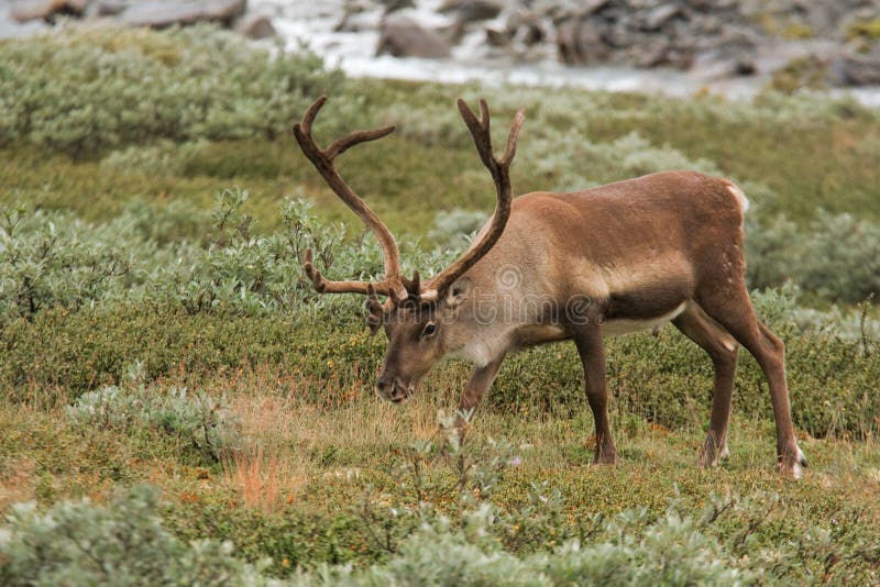 Reno imagen de archivo. Imagen de mirada, rural, cabo - 31857215
