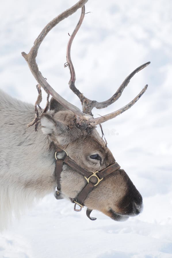Reno imagen de archivo. Imagen de cubo, reno, invierno - 33778115