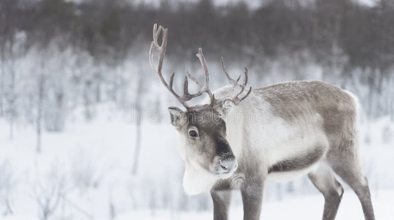 Retrato De Un Reno En Taiga Mongol Imagen de archivo - Imagen de ...