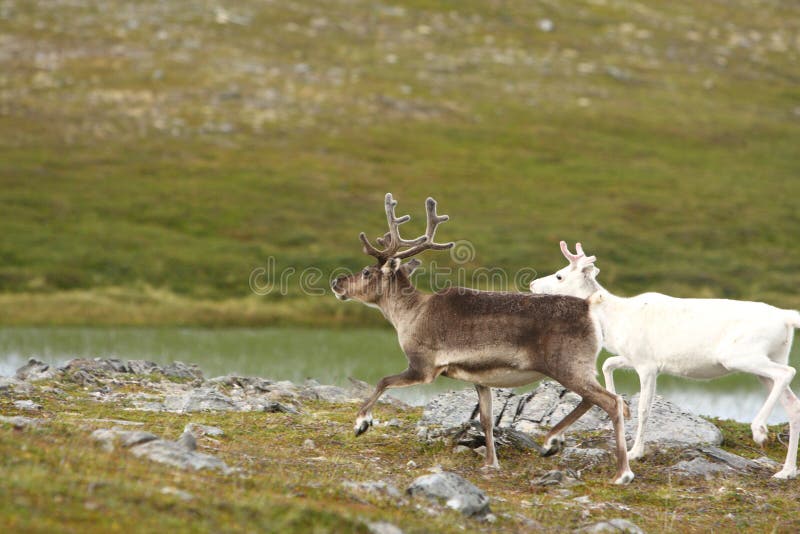 Reno en Noruega imagen de archivo. Imagen de norte, piedra - 16470521