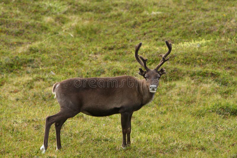 Reno en Noruega imagen de archivo. Imagen de norte, piedra - 16470521