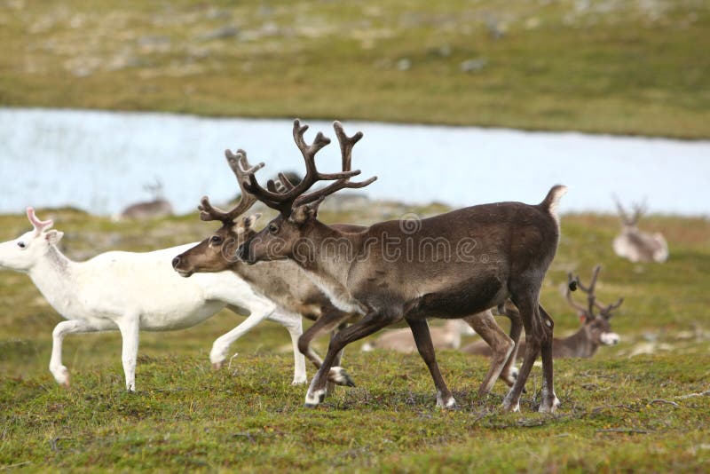 Renos en Noruega imagen de archivo. Imagen de animal - 16668495