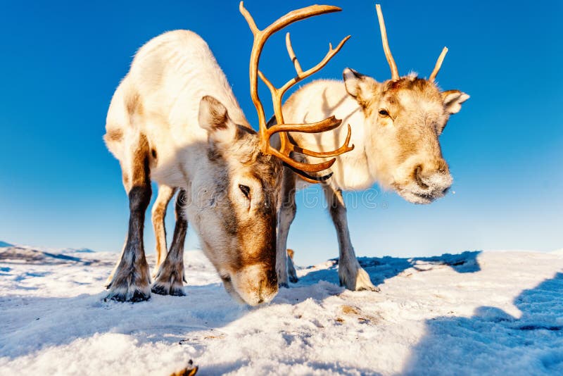 Reno En Noruega Septentrional Imagen de archivo - Imagen de invierno ...