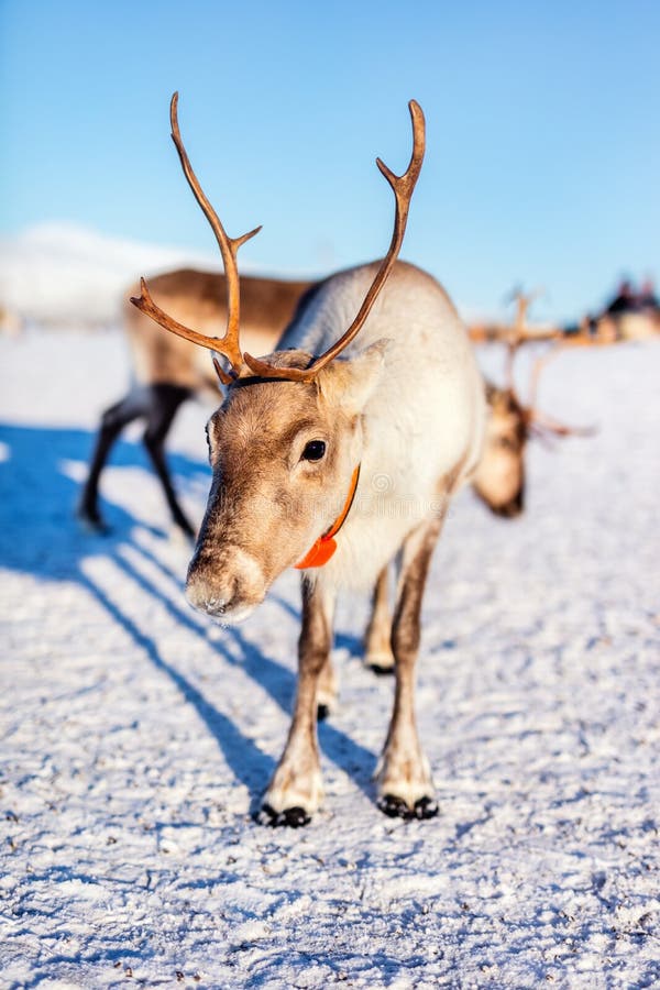 Reno En Noruega Septentrional Imagen de archivo - Imagen de salvaje ...