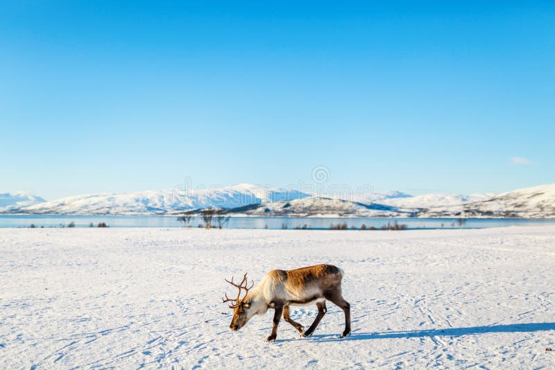 Reno En Noruega Septentrional Imagen de archivo - Imagen de salvaje ...
