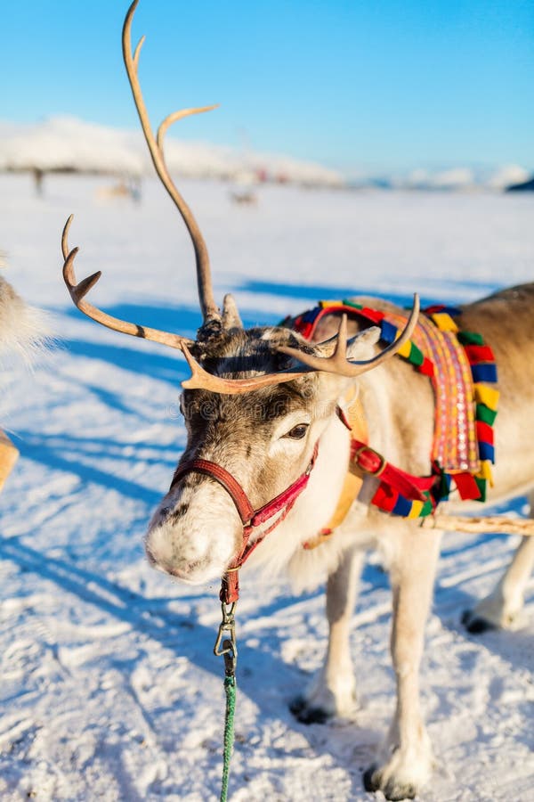 Reno En Noruega Septentrional Imagen de archivo - Imagen de claxon ...