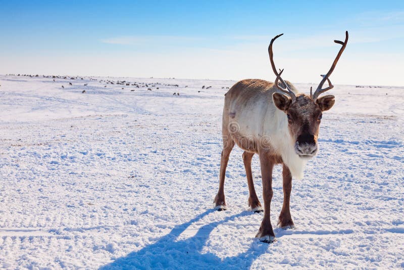 Reno En Tundra Del Invierno Imagen de archivo - Imagen de horizontal ...