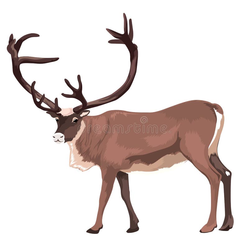 Reno Grande Del Vector Aislado Ilustración del Vector - Ilustración de ...