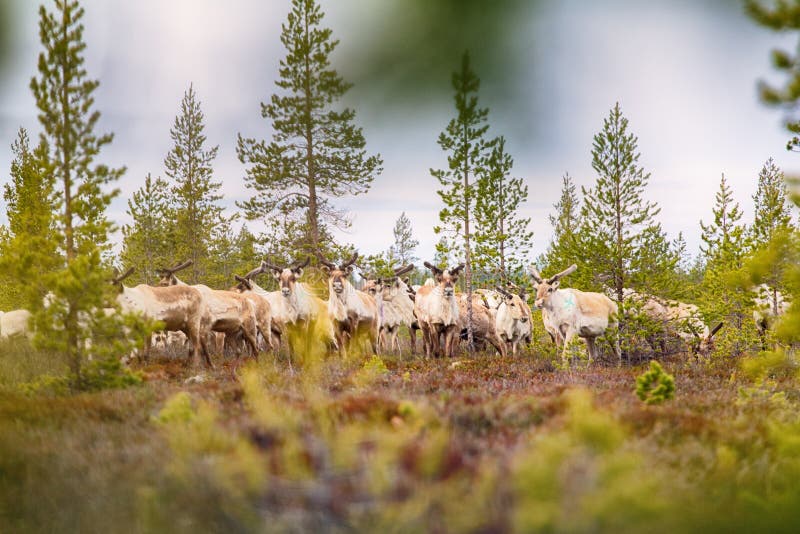 Reno salvaje en taiga foto de archivo. Imagen de bruto - 95195810