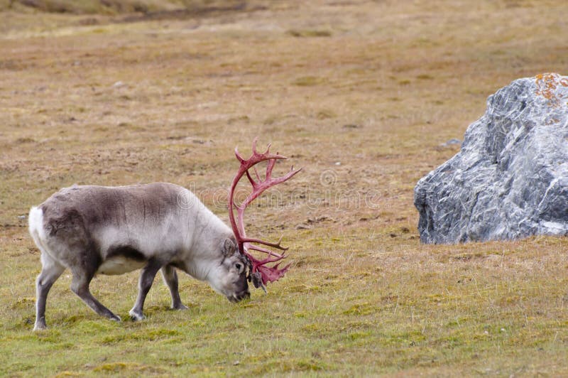 Reno En La Tundra De Svalbard Imagen de archivo - Imagen de alto ...