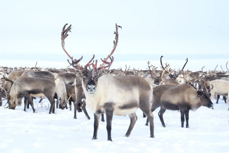 Rentier in Der Sima Tundra Im Schnee Stockbild - Bild von norwegen ...