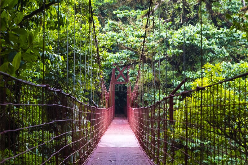 Fördunkla Skogen Av Reserva Biologica Bosque Nuboso Monteverde, Costa ...