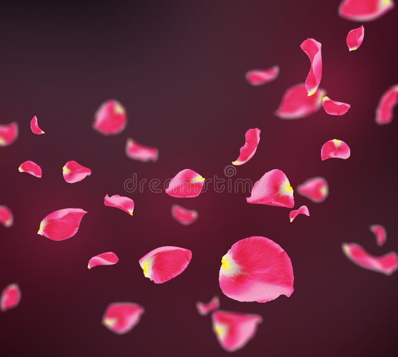 3,327 Falling Rose Petals Stock Photos - Free & Royalty-Free Stock ...